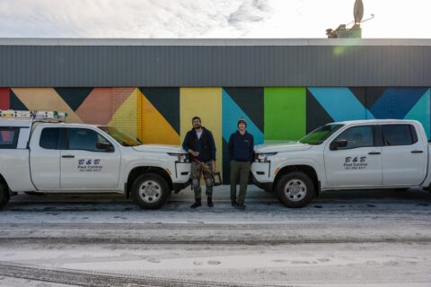 The Rat Species of Boston and How to Identify Them | Johnny B Pest Control